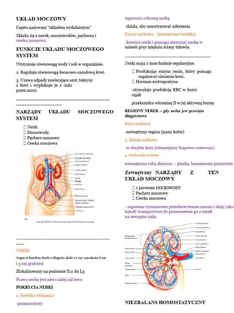 Notatki Dotyczące Układu Moczowego | PDF
