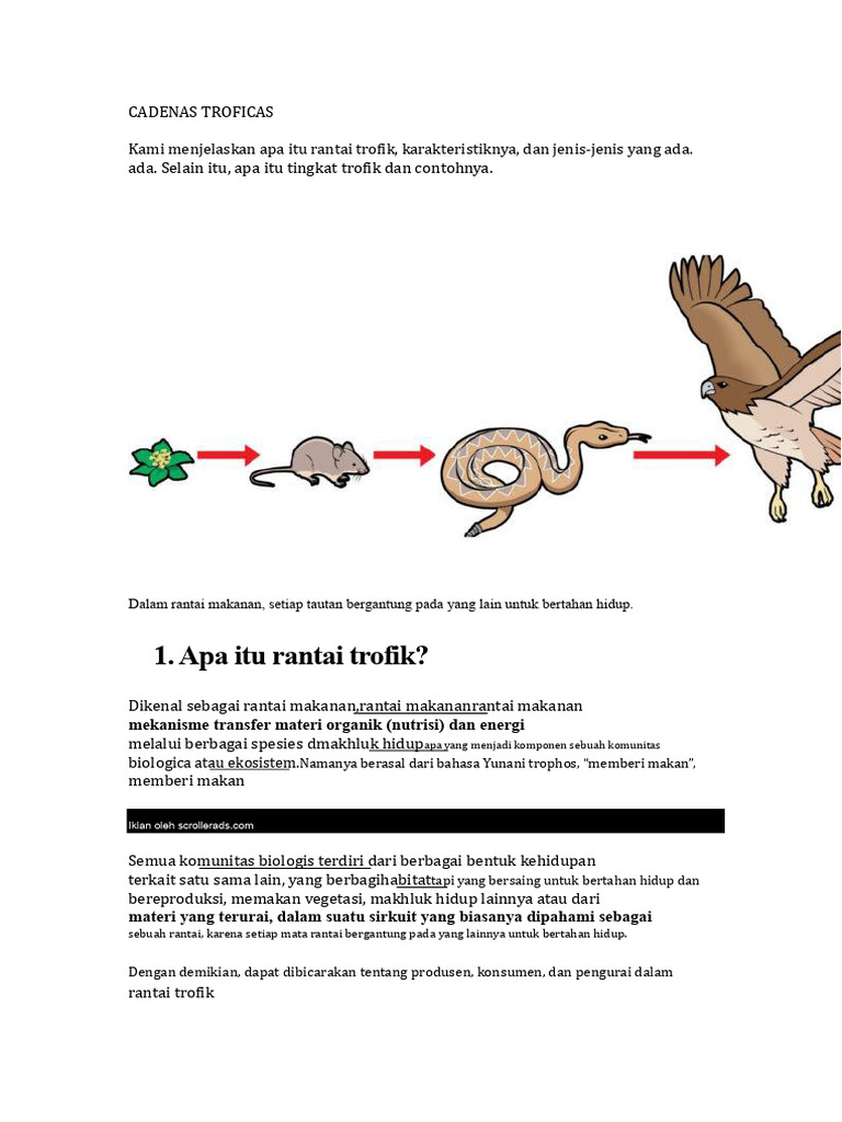 Rantai Trofik | PDF