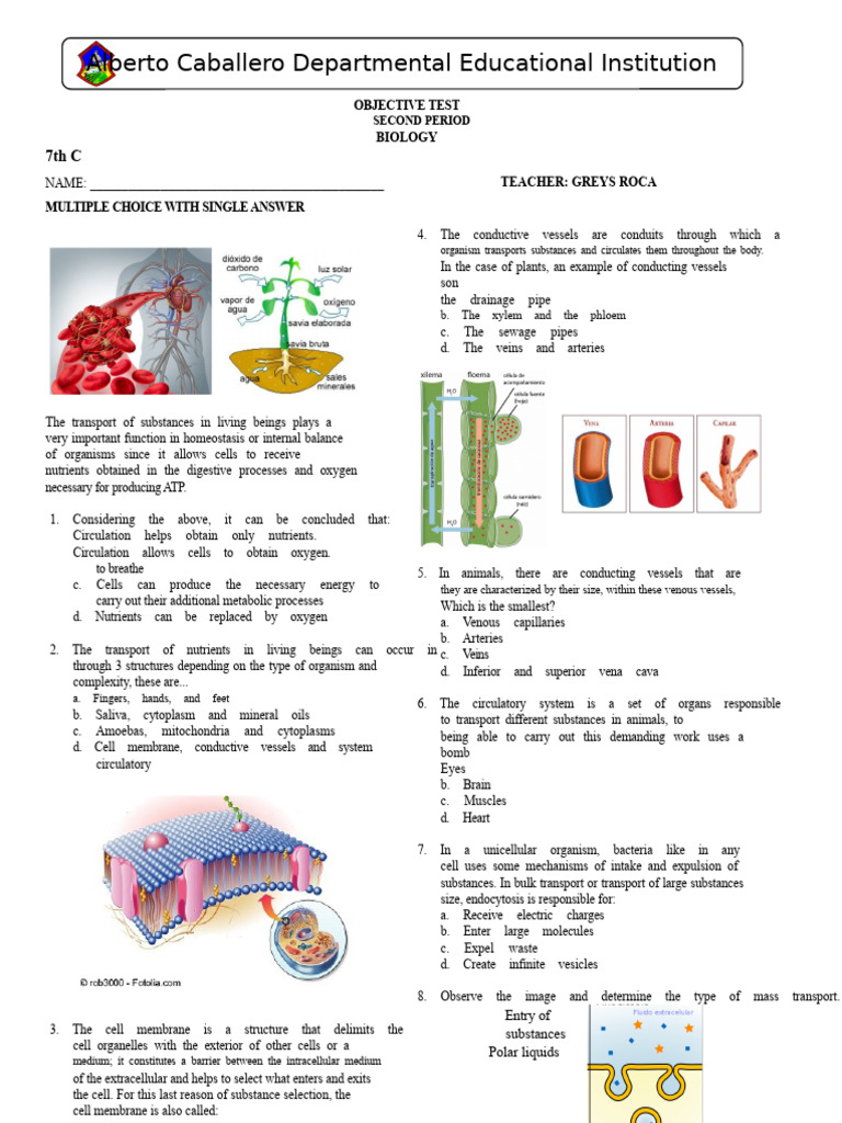 7th Objective Test Biology 2nd Period | PDF | Vein | Circulatory System