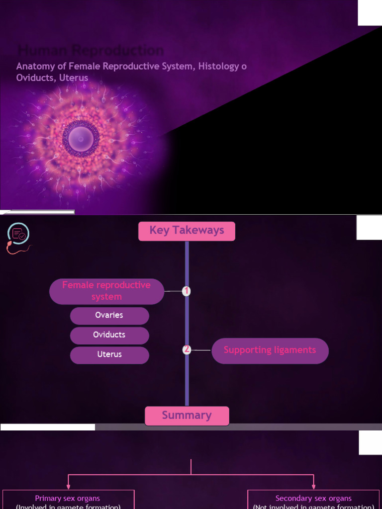 Female Reproductive System - Part 1 | PDF | Ovary | Uterus