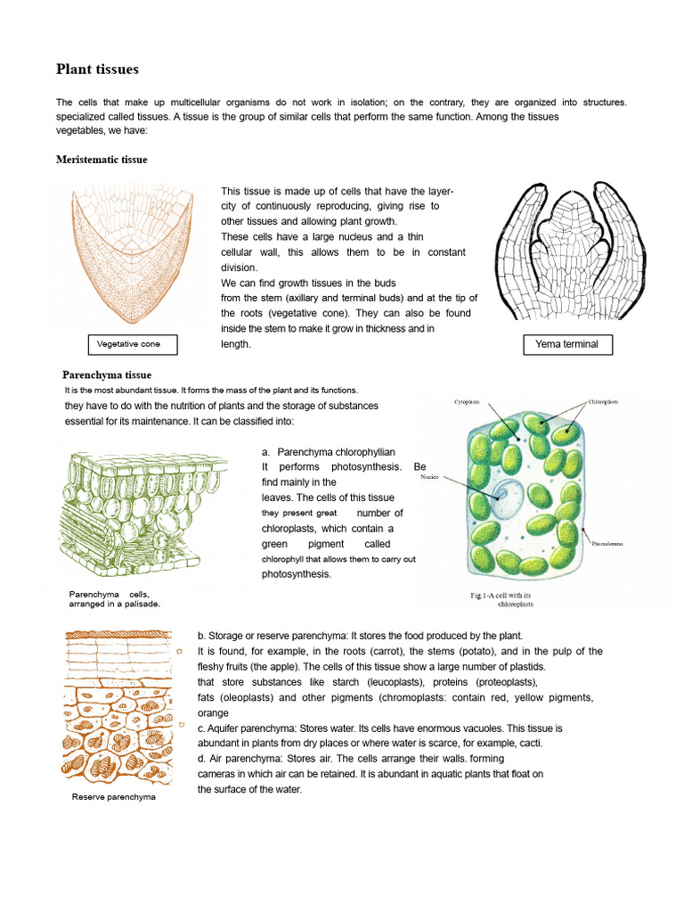 Overview of Plant Tissue Types | PDF | Tissue (Biology) | Plant Stem