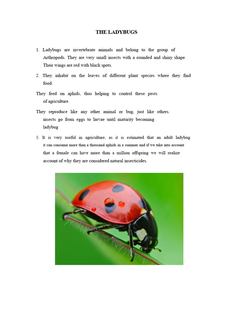 The Ladybugs | PDF