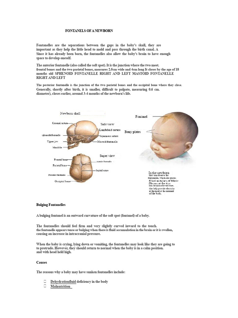 Fontanelles of A Newborn | PDF | Skull | Human Anatomy