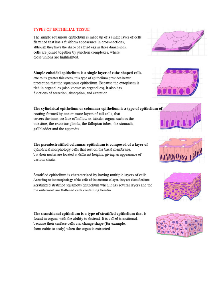 Types of Epithelial Tissue | PDF