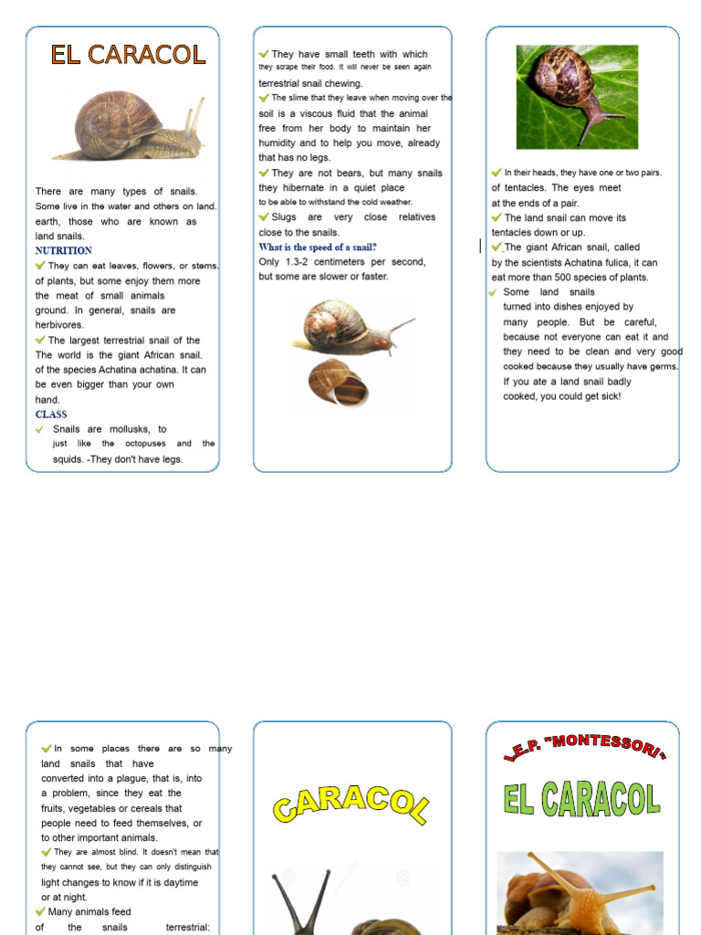 Triptych The Snail | PDF | Zoology | Molluscs