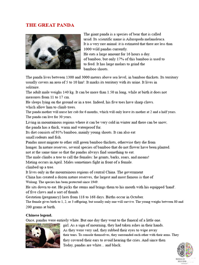 Facts About the Giant Panda | PDF | Giant Panda | Bears