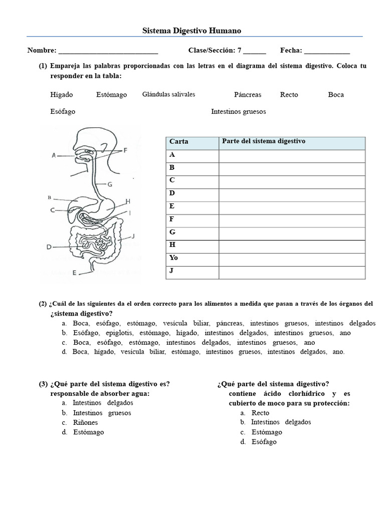 Hoja de Trabajo Del Sistema Digestivo Humano | PDF | Sistema digestivo ...