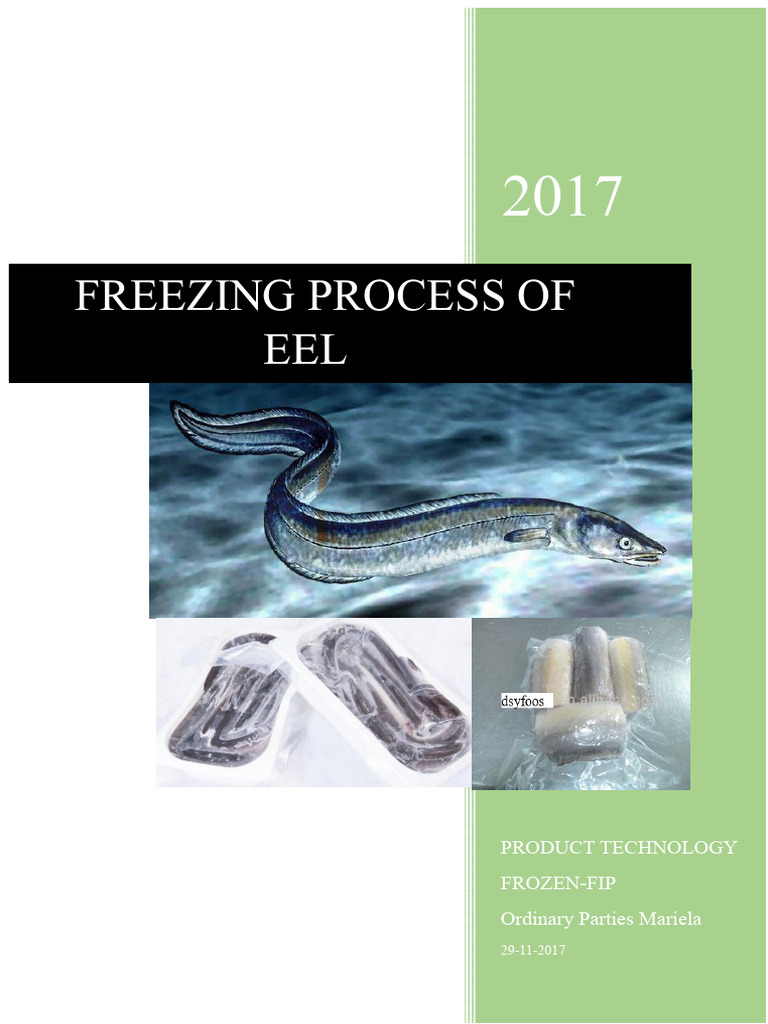 Eel Freezing Process | PDF | Korean Cuisine | Seafood