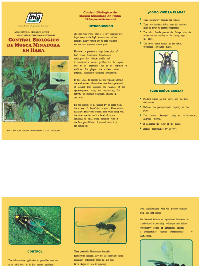 20 Biological Control of Mining Fly in Beans | PDF | Biological Pest ...
