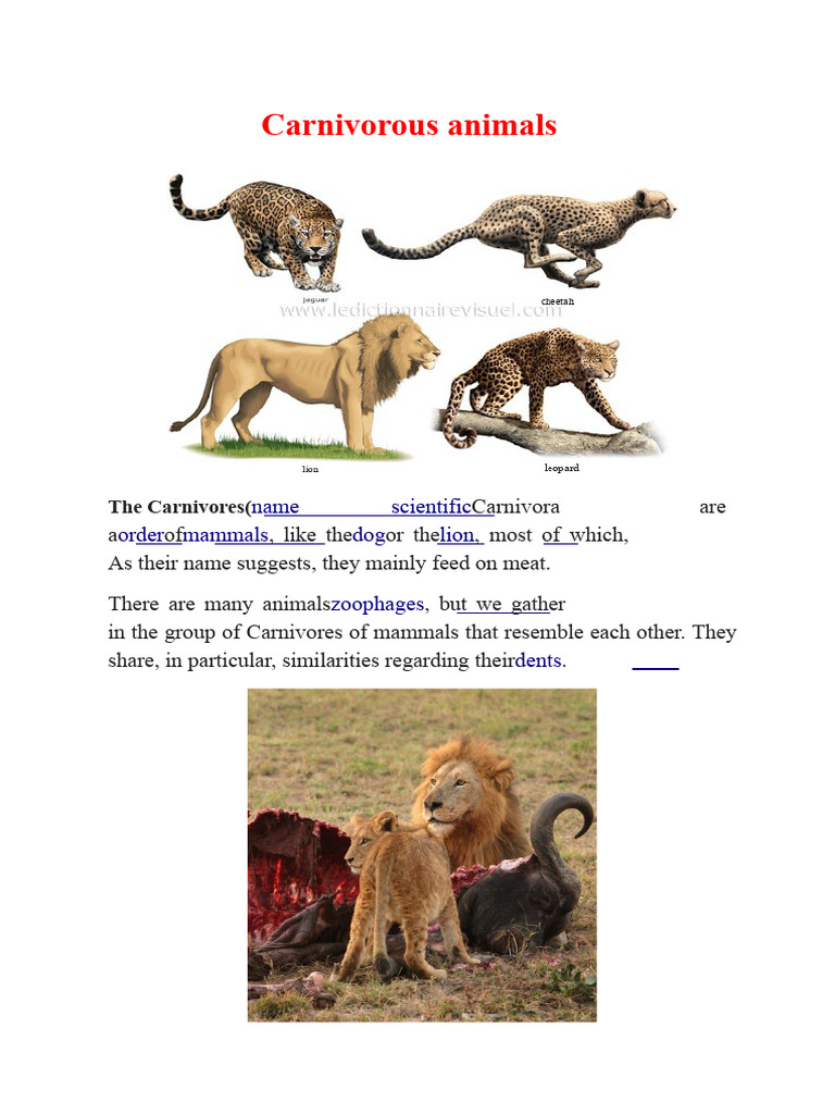 Characteristics of Carnivorous Animals | PDF | Predation | Mammals