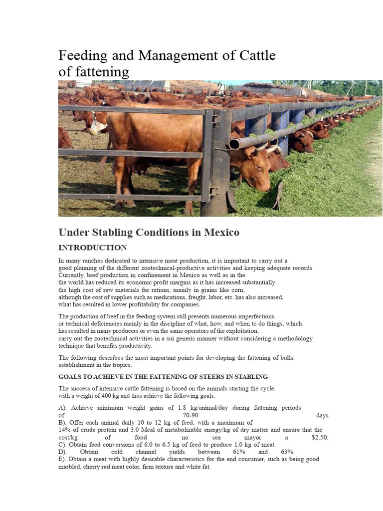 Feeding and Management of Beef Cattle | PDF | Cattle | Meat