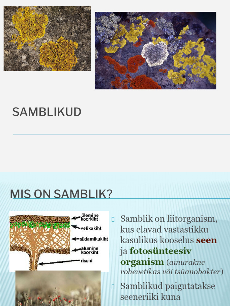Samblikud | PDF