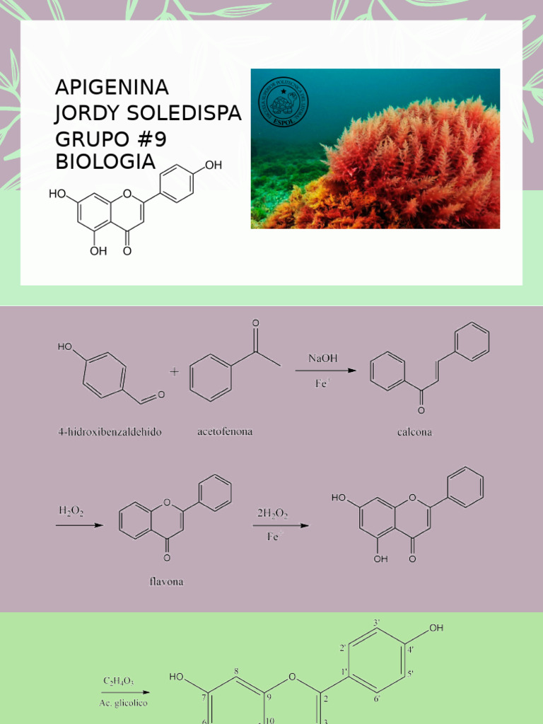 Apigenina F | PDF