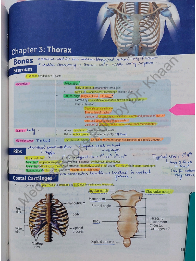 Fast Aid Notes 15. Thorax Anatomy | PDF