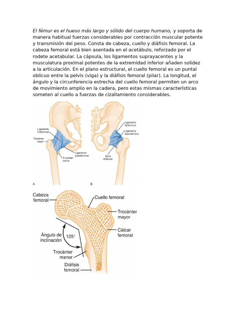 Anatomía del Fémur Humano | PDF