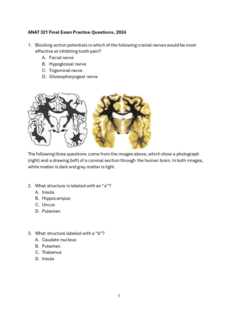 ANAT 321 Exam Practice Questions 2024 | PDF | Thalamus | Brainstem
