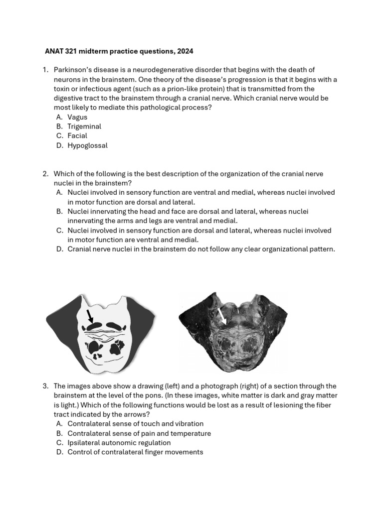 Practice Questions, Midterm 2024 | PDF | Cerebral Cortex | Visual Cortex