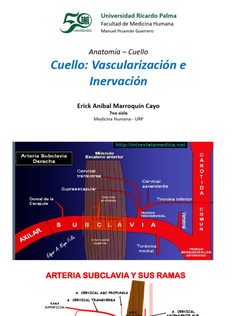 Vascularización e Inervación Del Cuello | PDF | Laringe | Anatomía humana