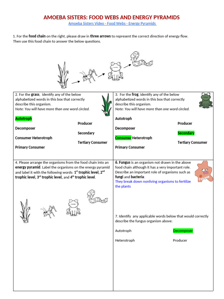 Food Webs and Energy Pyramids Overview | PDF | Food Web | Natural ...