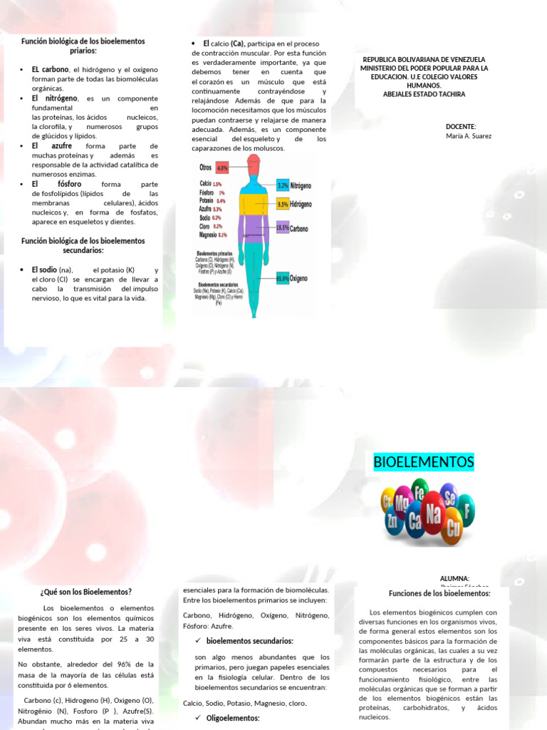Funciones y Clasificación de Bioelementos | PDF | Elementos químicos ...