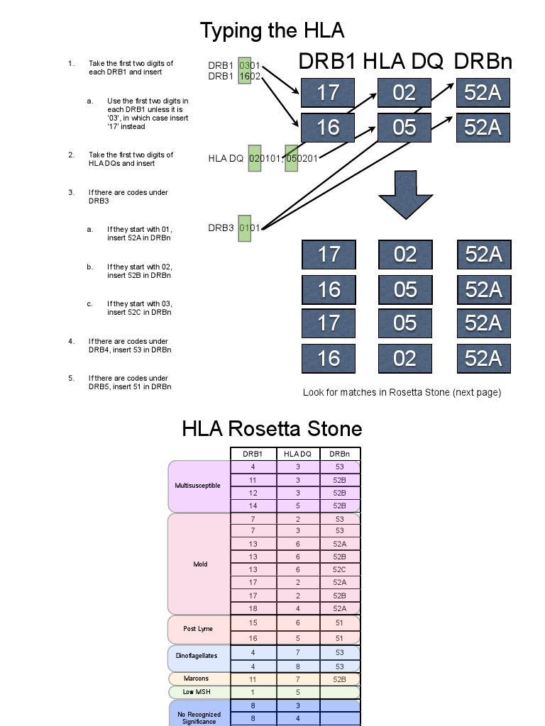 HLA Typing and Interpretation Guide | PDF | Human Leukocyte Antigen ...