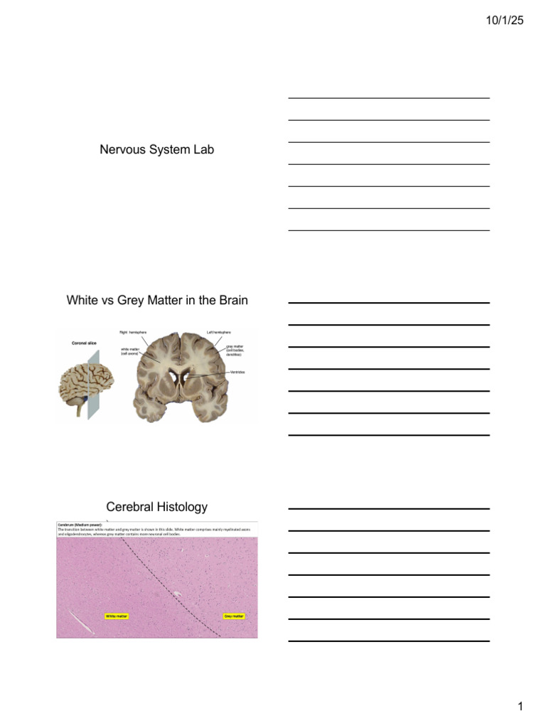 Bio250L - LAB Nervous System | PDF | Neuroanatomy | Human Anatomy
