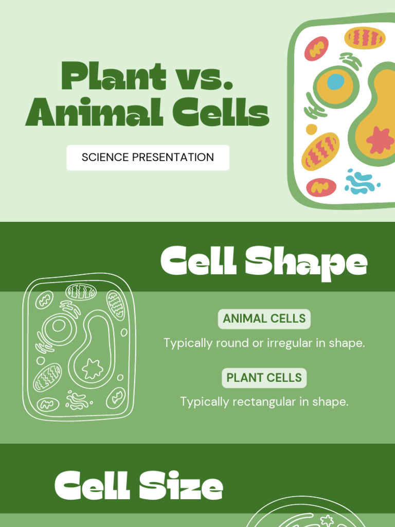 Plants Vs Animal Cell | PDF
