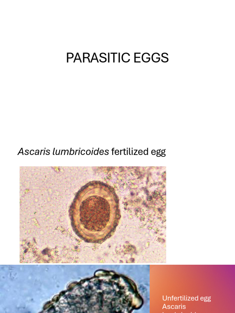 Eggs | PDF