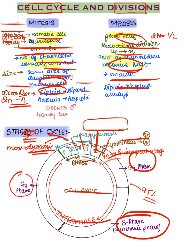 Cell Cycle and Division Class 11th Chapter 10 - 240902 - 212233 | PDF