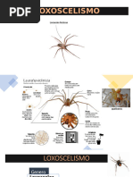 Loxoscelismo: Evaluación y Tratamiento | PDF | Araña | Especialidades ...