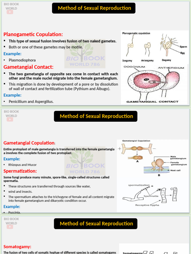 Sexual Method of Copulation | PDF | Sexual Reproduction | Fungus
