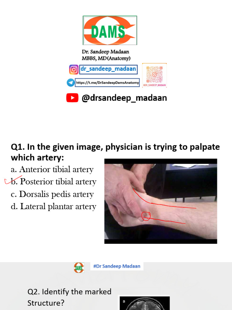 Anatomy Quiz: Clinical Scenarios and Structures | PDF | Lymphatic ...