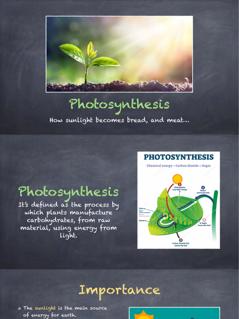 Understanding Photosynthesis Process | PDF | Photosynthesis | Stoma