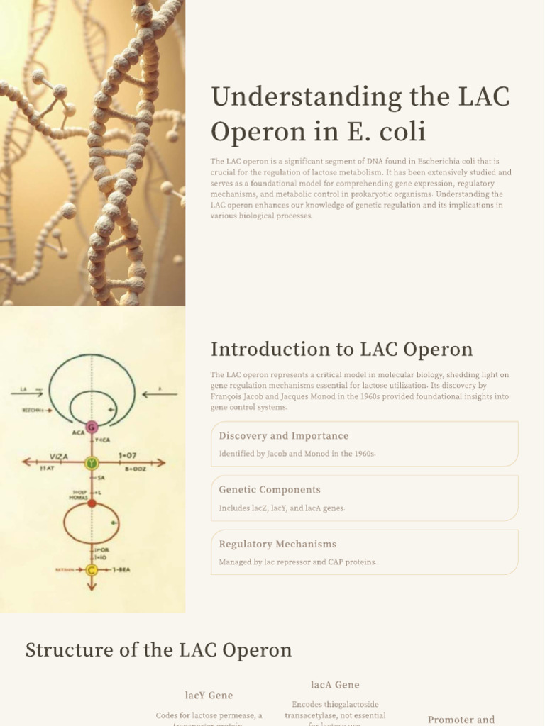 Understanding The LAC Operon... | PDF | Operon | Regulation Of Gene Expression