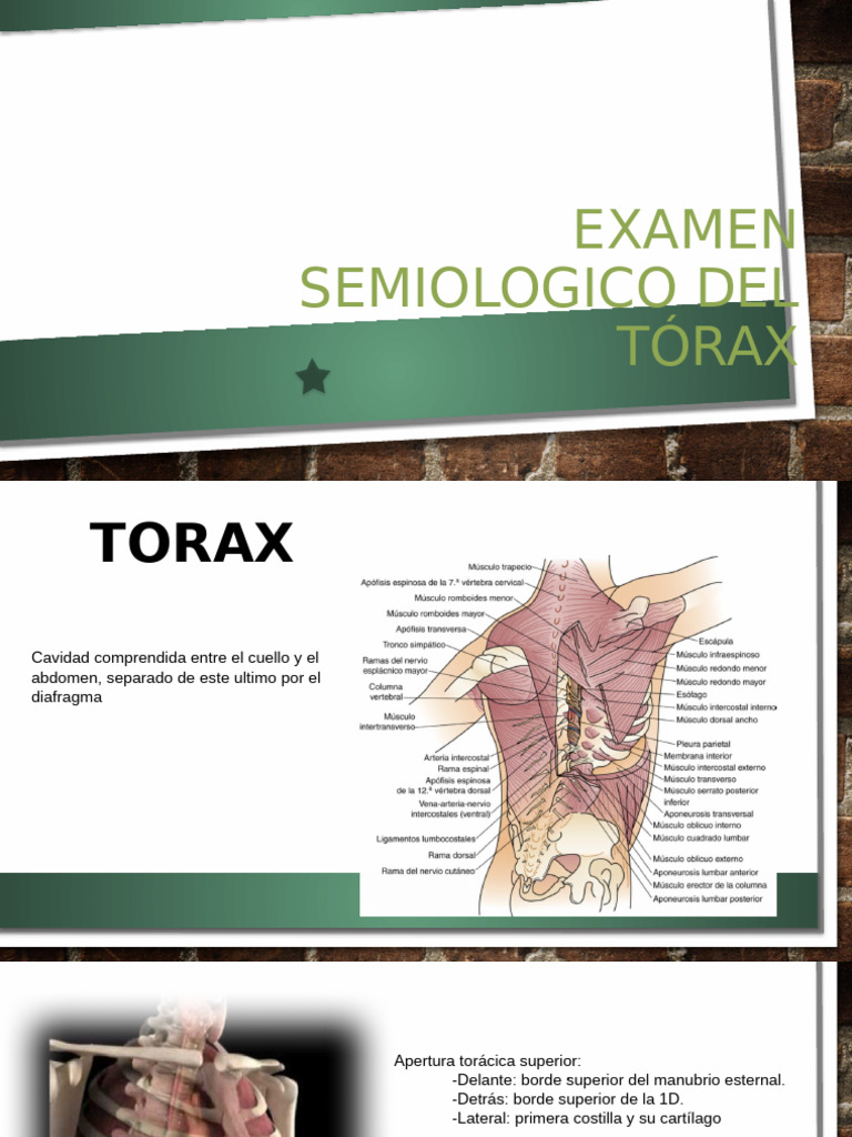 SQX, Semiologia Del Torax | PDF | Tórax | Sistema esquelético