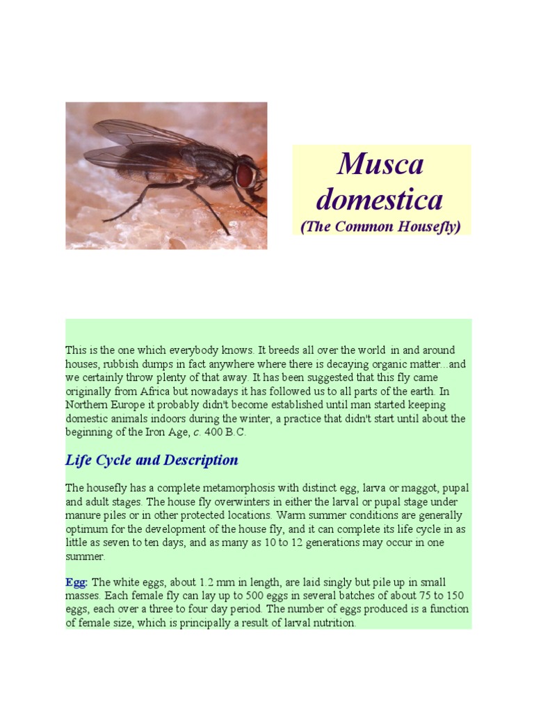 Musca Domestica House Fly | PDF | Pupa | Fly