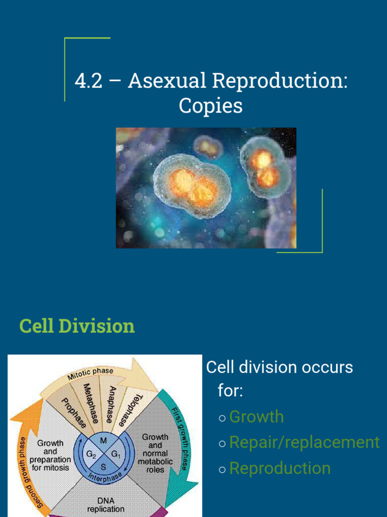4.2 - Asexual Reproduction-Copies | PDF