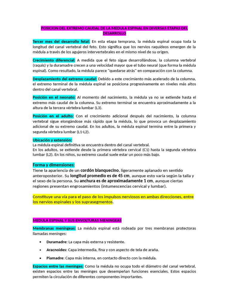 Desarrollo y Estructura de la Médula Espinal | PDF | Médula espinal ...
