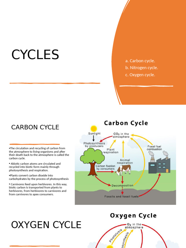 Cycles | PDF
