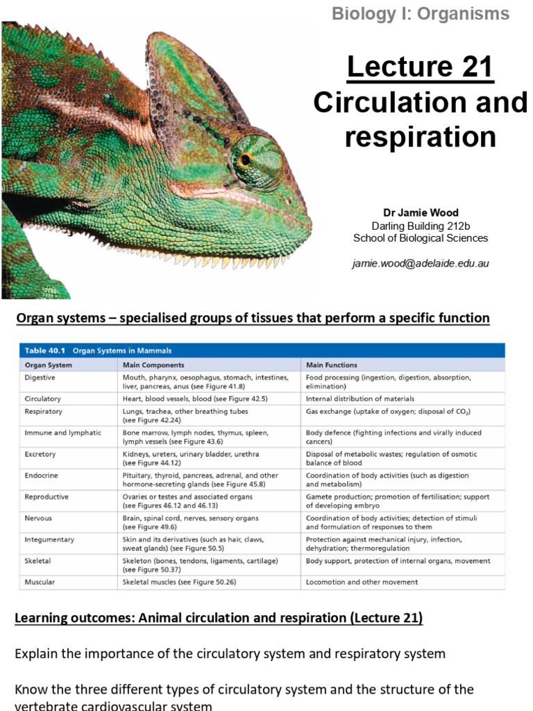 Lecture 21 Respiration Circulation | PDF | Circulatory System | Lung