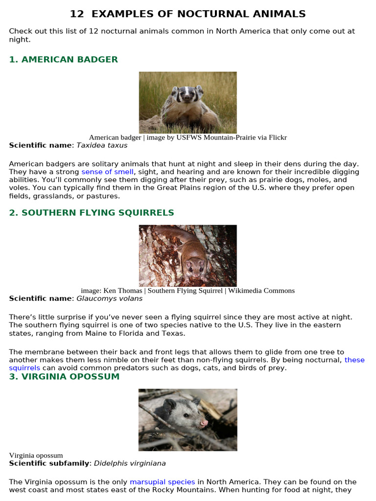 12 Examples of Nocturnal Animals | PDF | Owl | Cougar