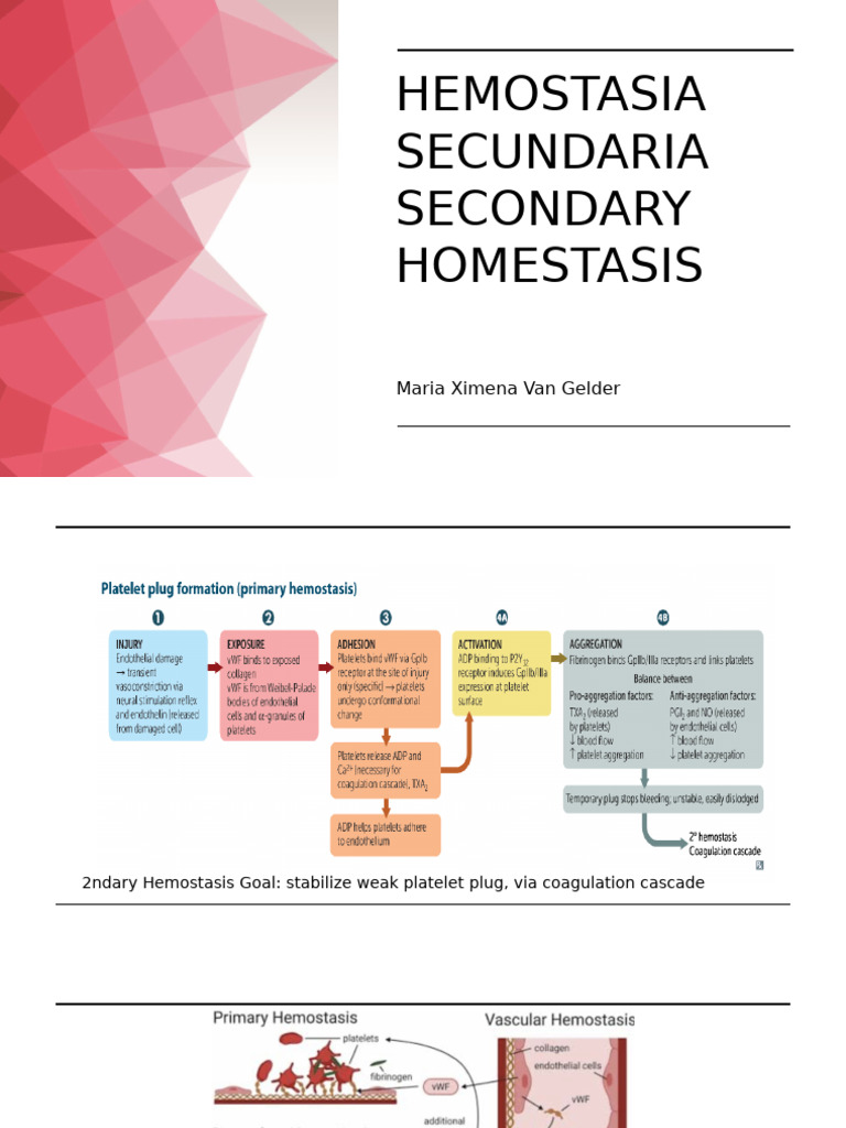 Secondary Homestasis | PDF | Proteínas | Sangre