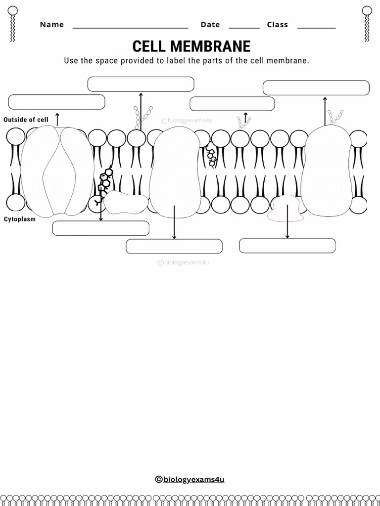 CellMembraneFluidMosaicModelLabelingWorksheetActivity 1 | PDF