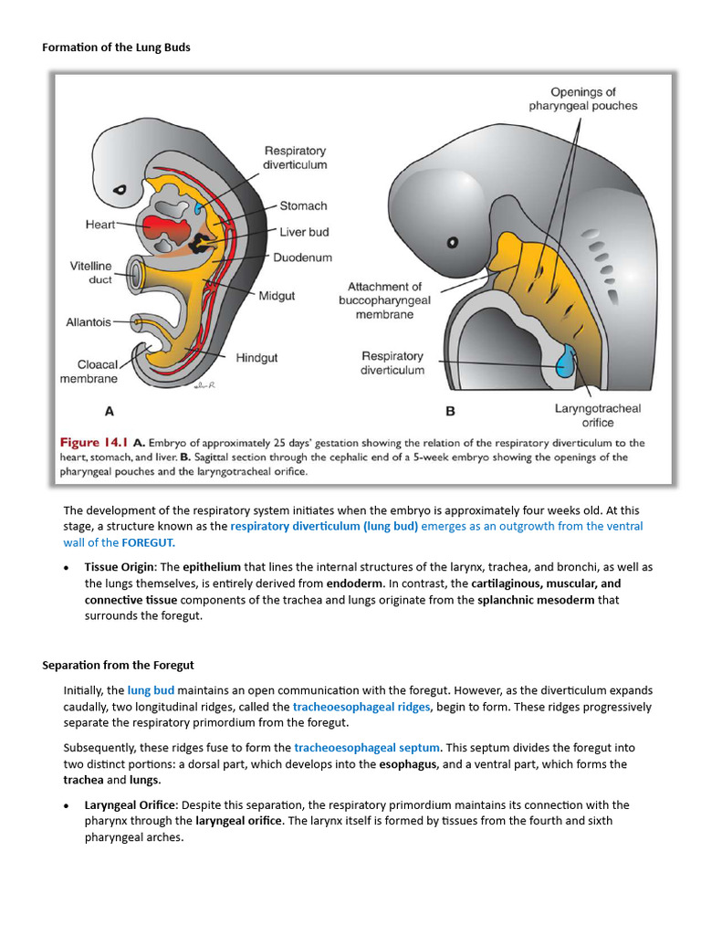 Respiratory System Development | PDF | Larynx | Lung