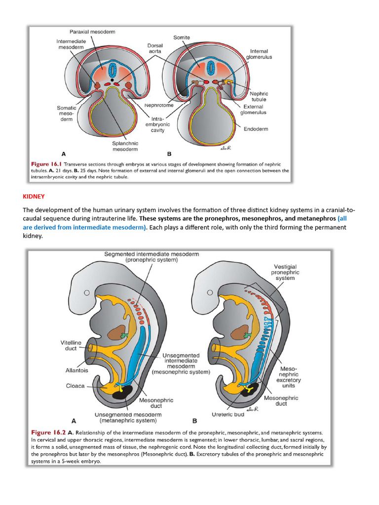 Embryo Genitourinary | PDF | Kidney | Genitourinary System