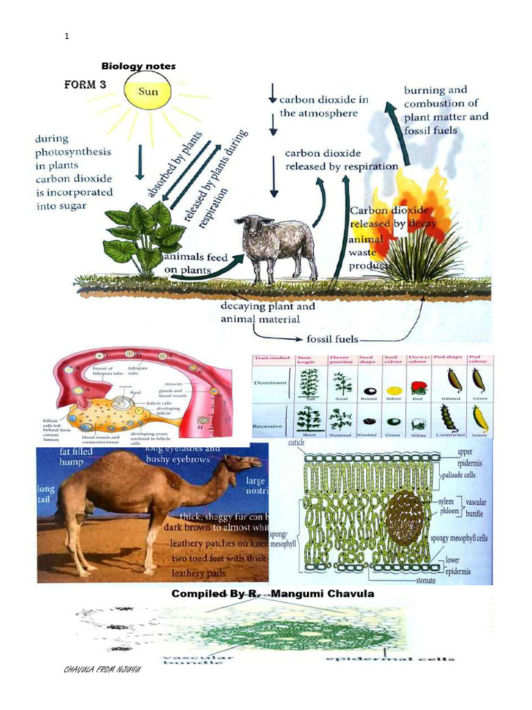 Bilogy Notes 3 (Original) | PDF | Leaf | Climate Change