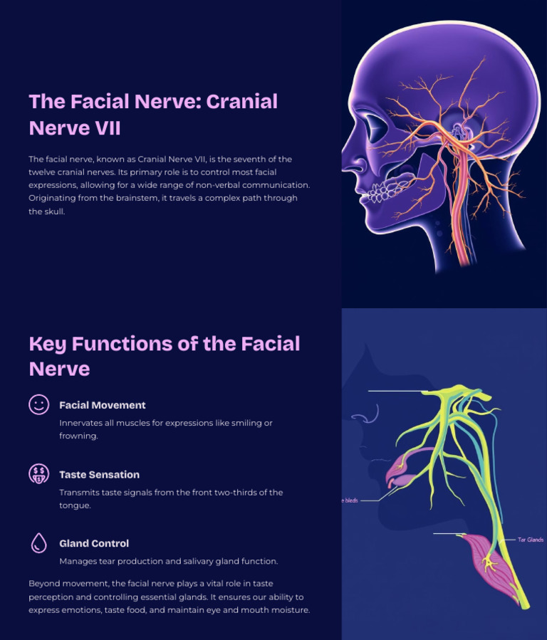 The Facial Nerve Cranial Nerve VII 2 | PDF