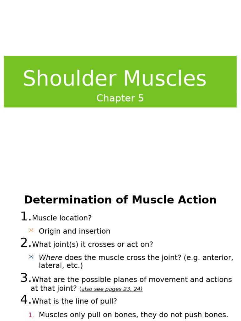 Shoulder Muscles | PDF | Shoulder | Anatomical Terms Of Motion