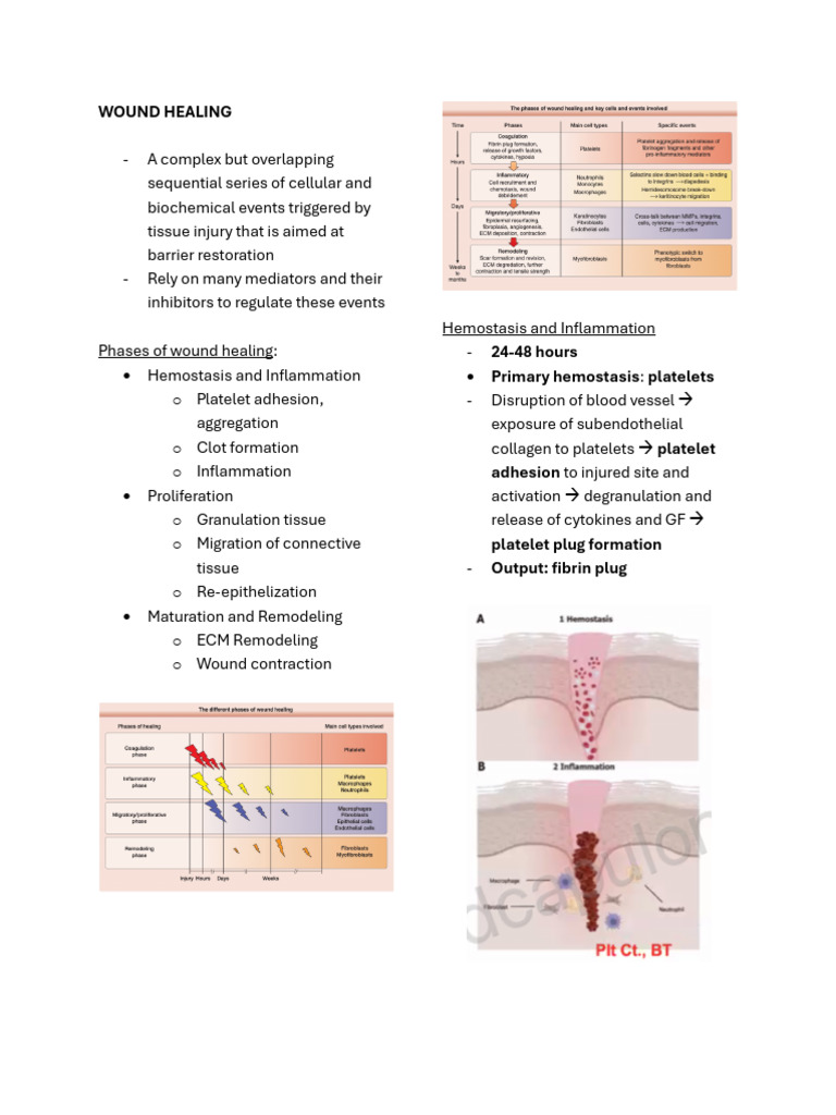 Wound Healing | PDF | Wound Healing | Extracellular Matrix