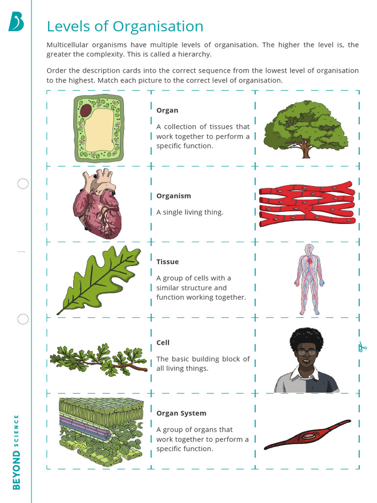 Levels of Biological Organization | PDF